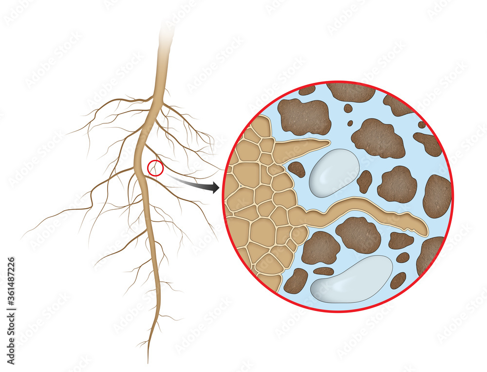 Plant root absorption of Water Stock Illustration | Adobe Stock