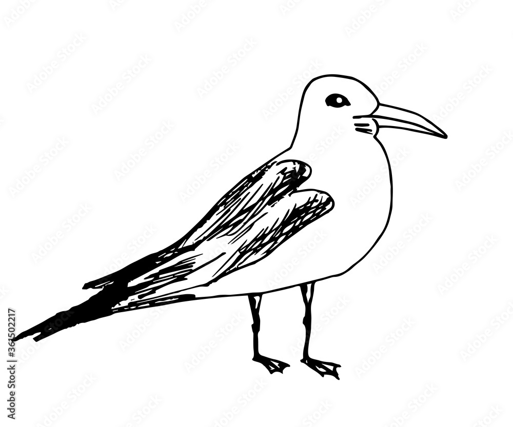 Hand-drawn simple vector drawing in black outline. Side view seagull ...