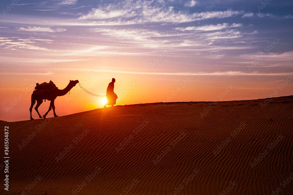 Camel Desert Sunset Wallpaper