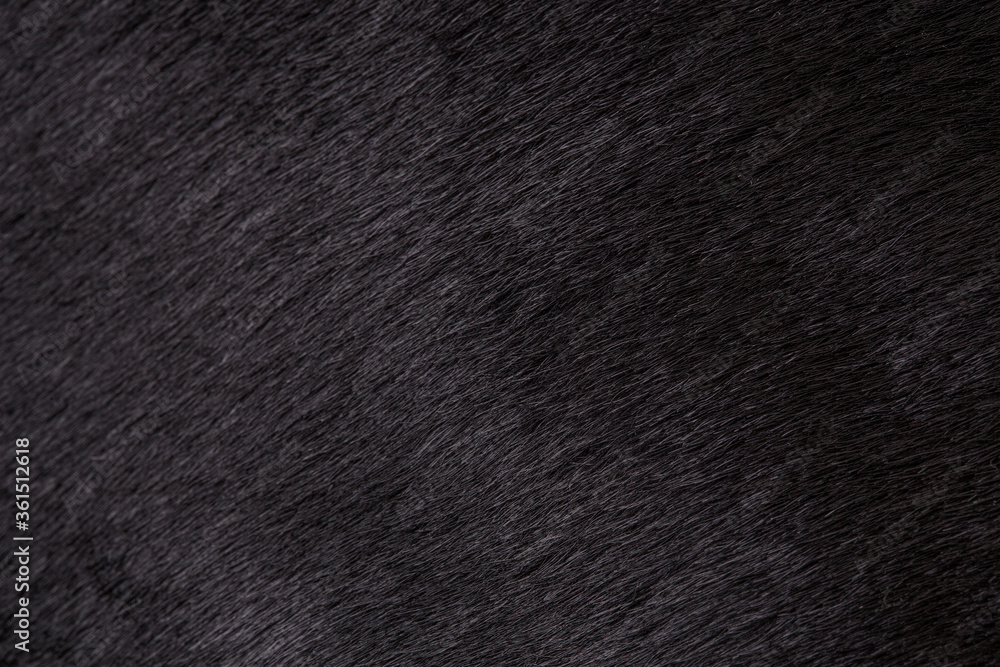 Texture of black fur of a cow, bull closeup. Background, design, ideas ...