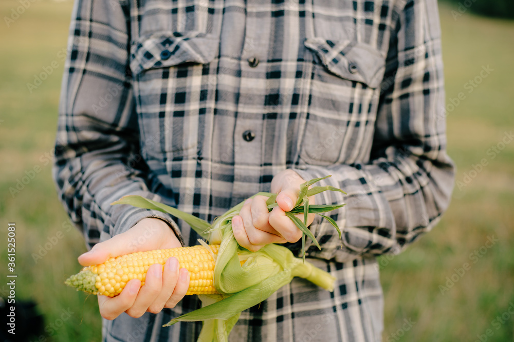 Corn in hands, maize in hands, hands peeling off corn. Big Maize in ...