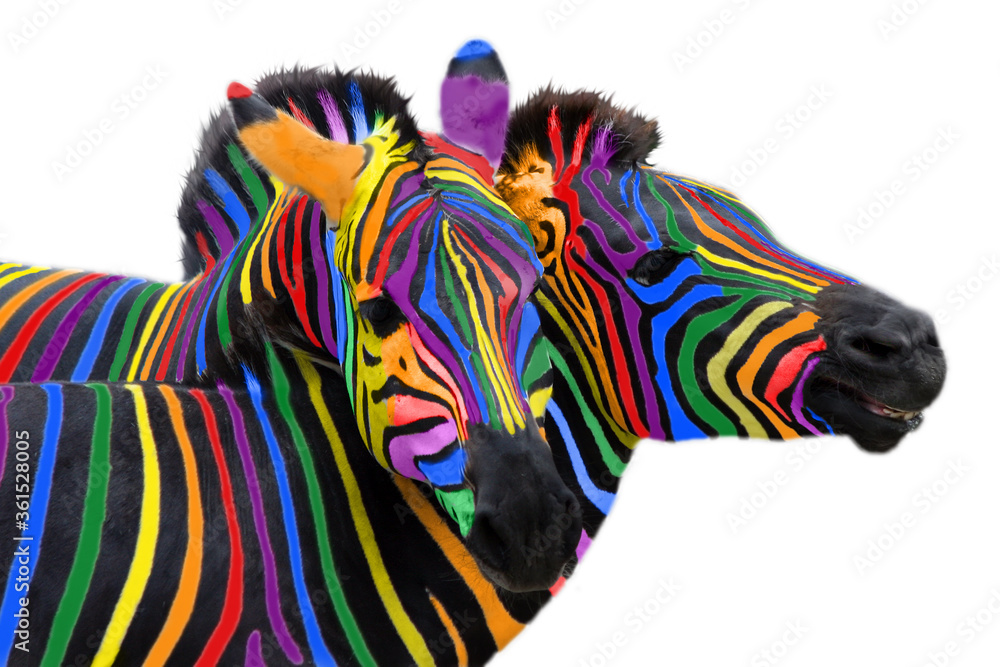 Two colorful zebra painted in the colors of the rainbow, cuddling on a ...