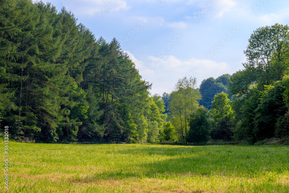 Une jolie clairière Stock Photo | Adobe Stock