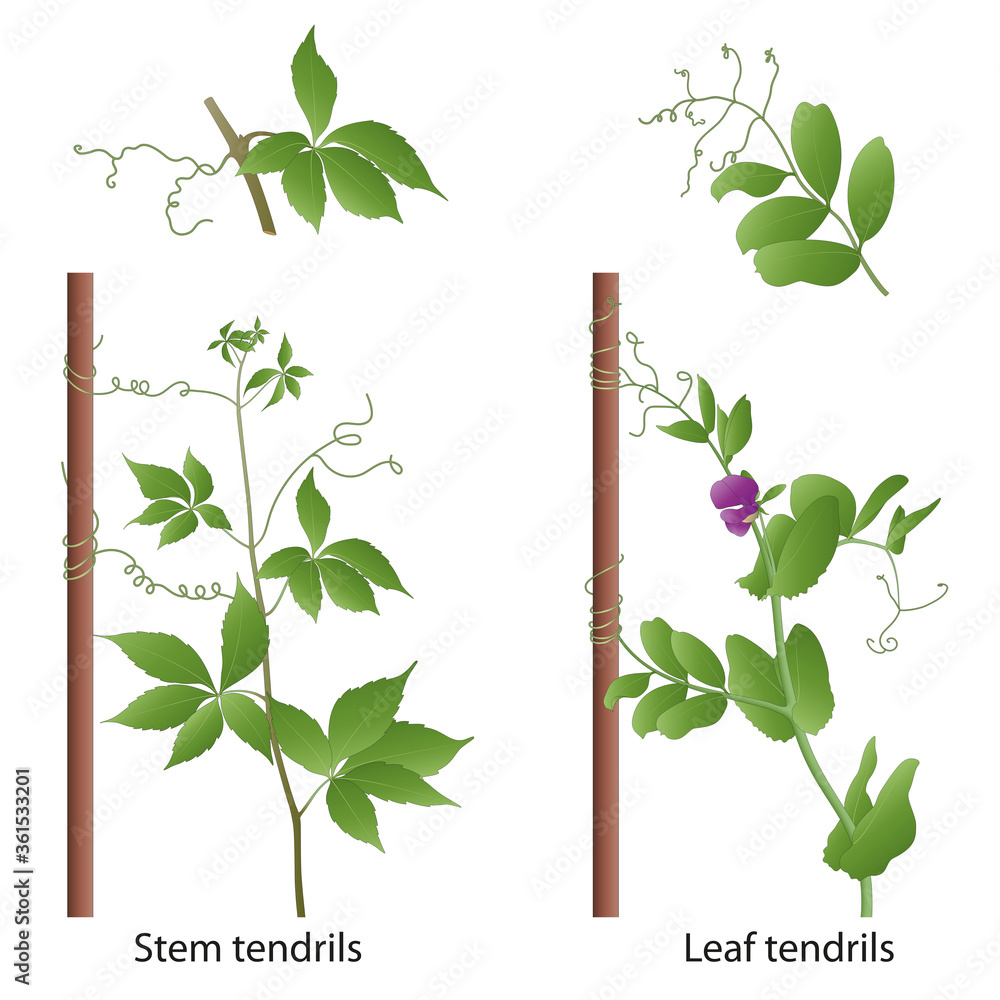 Stem Tendrils