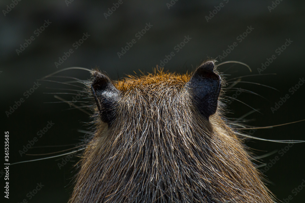 portrait of the back of the head of a capibara with grey and brown hair ...