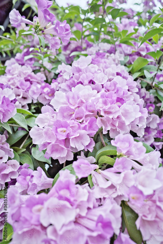 Beautiful bloomed flower of garlic vine ,false garlic plant (Mansoa ...