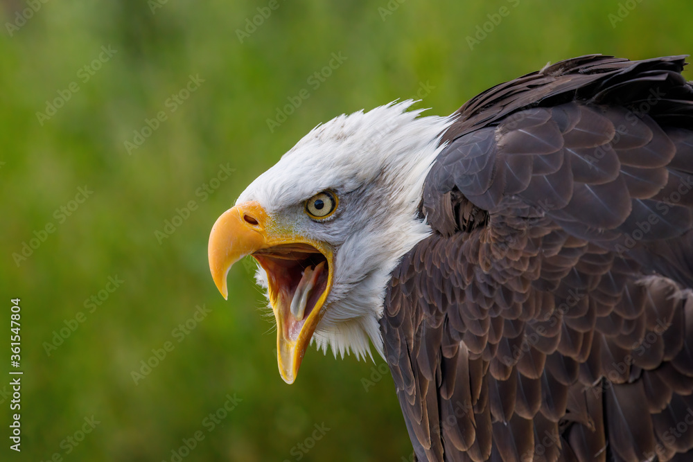 american bald eagle screaming Stock Photo | Adobe Stock