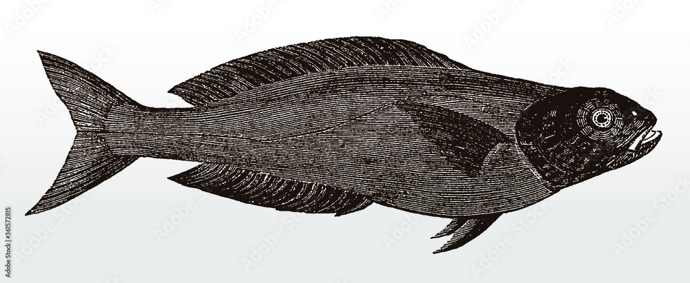 Black ruff or rudderfish, centrolophus niger, a marine fish in side ...