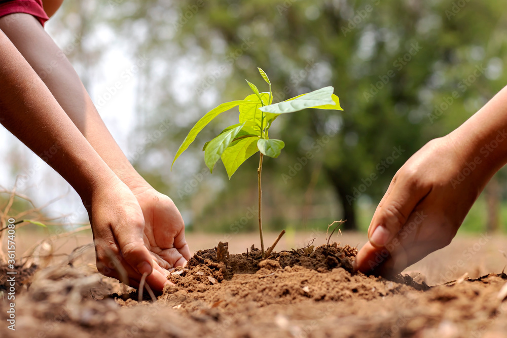 The hands of a little boy are helping adults grow small trees in the ...