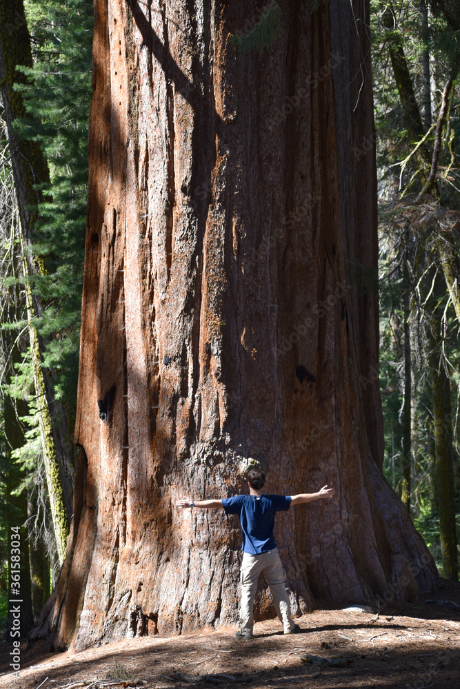 Tree hugger man in front of giant sequoia tree In national forest park ...