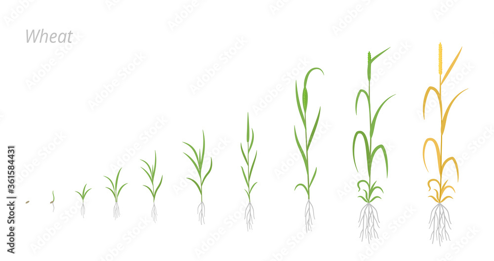 Wheat plant growth stages development. Triticum aestivum. Species of ...