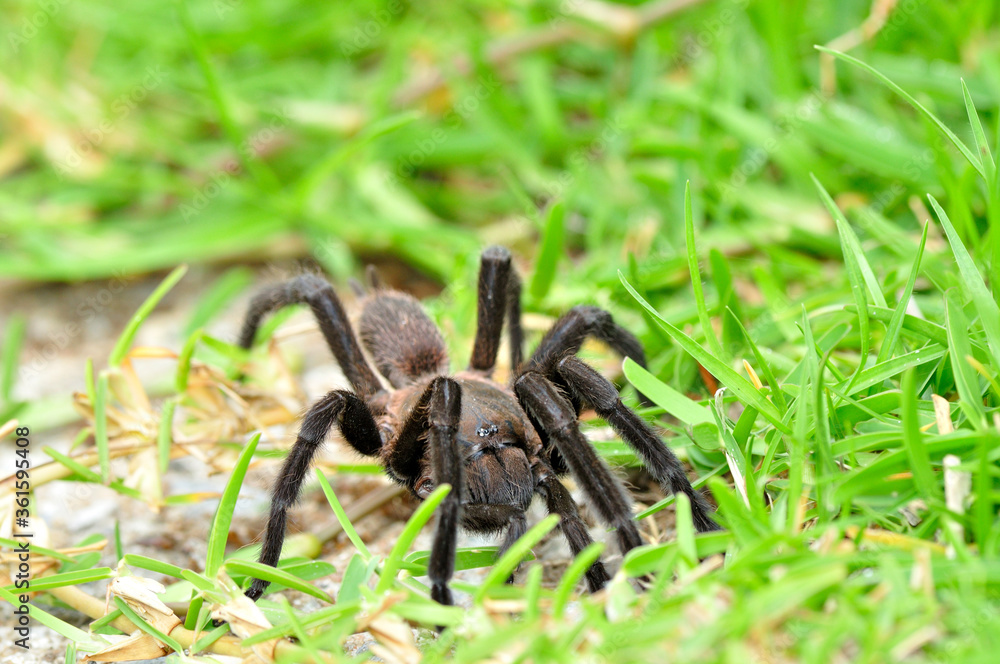 Tarantula spider, Poecilotheria Metallica, in green grass enviroment ...