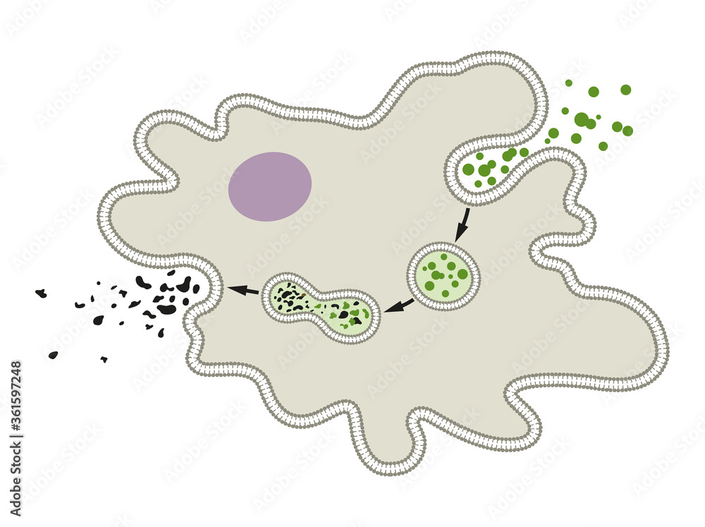 Explain the process of nutrition and digestion in Amoeba. Stock ...