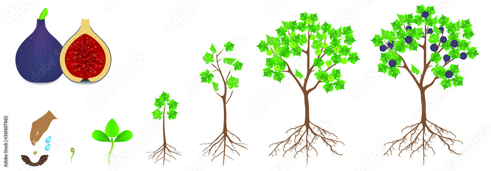Cycle of growth of a fig plant on a white background. Stock Vector ...