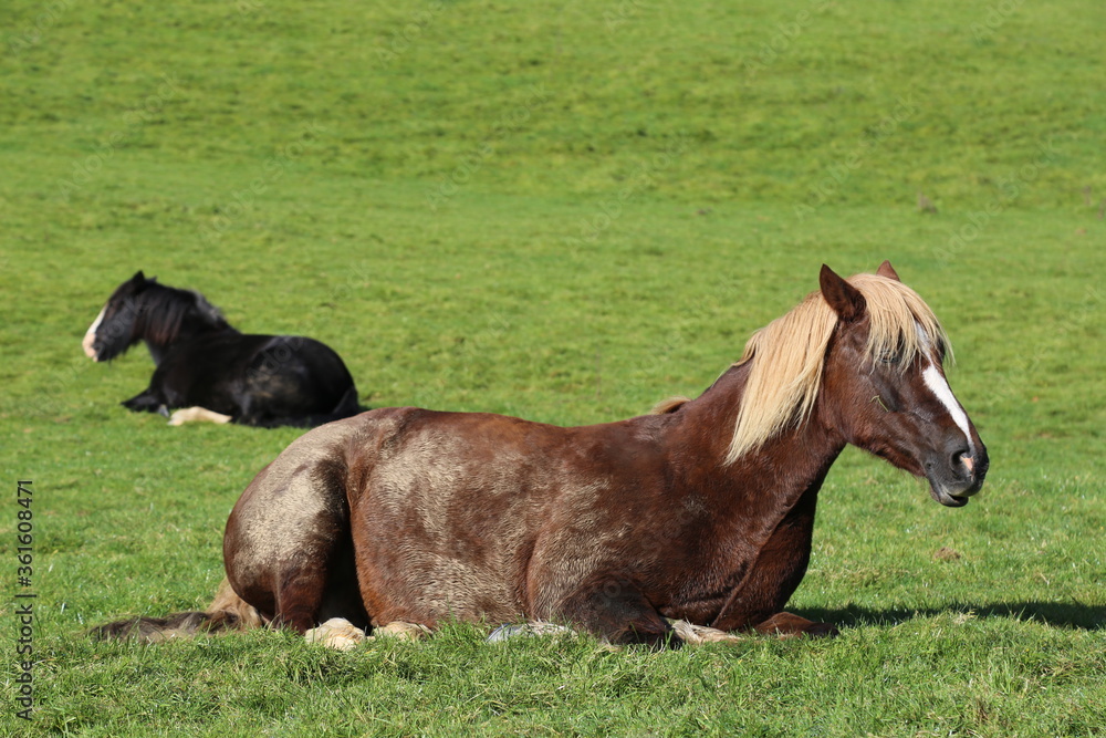 Horse Sitting Back