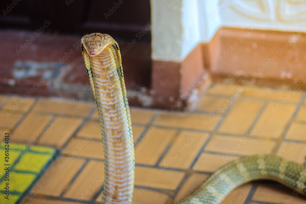 King cobra (Ophiophagus hannah) the world's largest venomous snake. King cobras are impressively ...