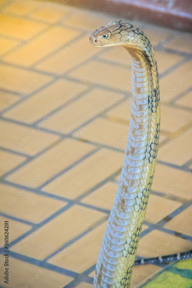 King cobra (Ophiophagus hannah) the world's largest venomous snake ...