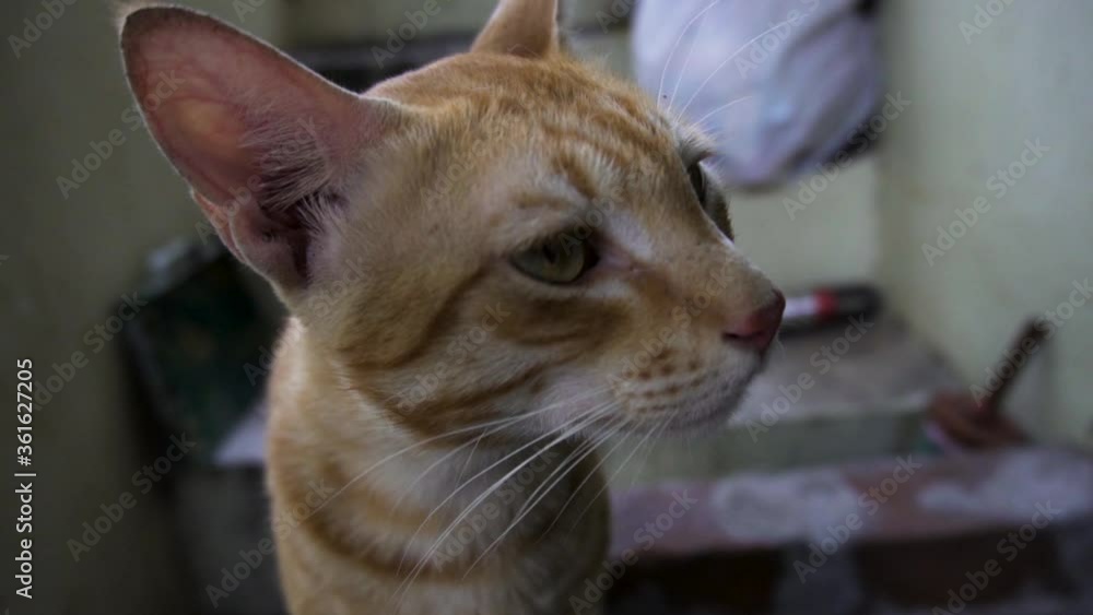 Indian billi breed also known as Indian common cat Stock-Video | Adobe ...