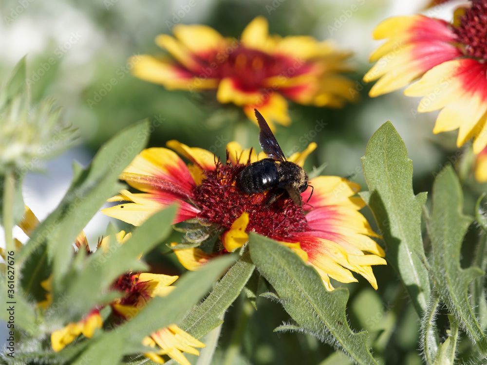 Xylocopa violacea | Un xylocope violet ou une abeille charpentière au ...