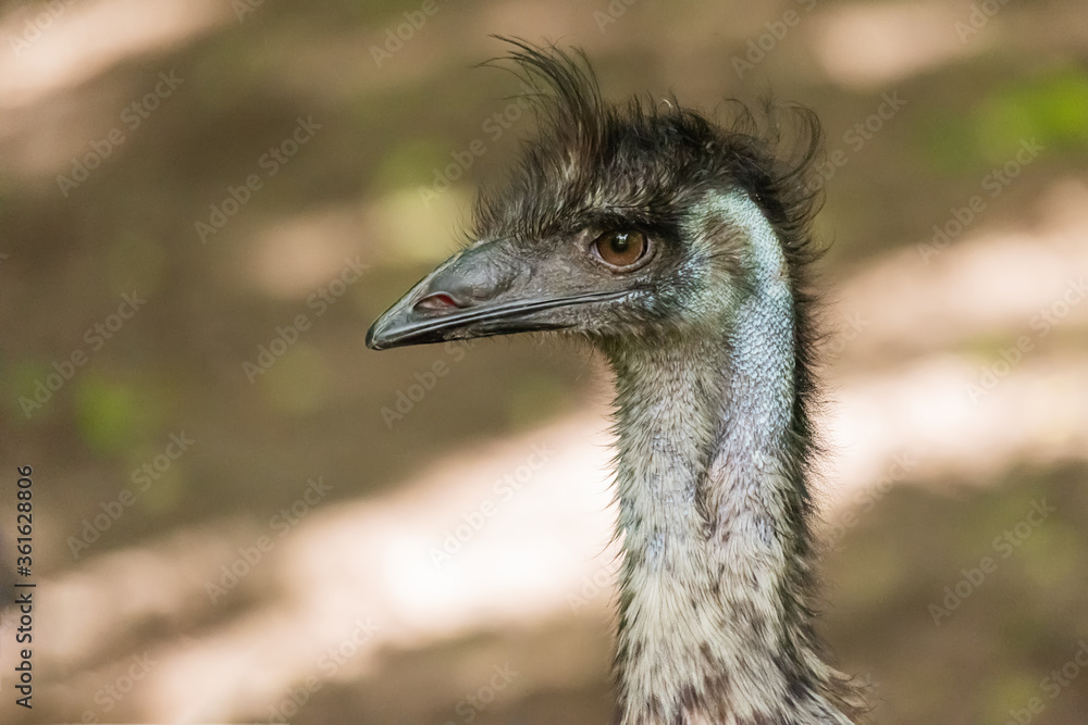 Darwin's rhea, Rhea pennata also known as the lesser rhea. Stock Photo ...