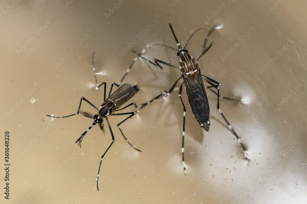Female and male Aedes aegypti Stock Photo | Adobe Stock