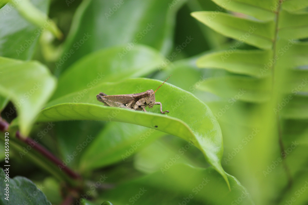 Foto de Um grilho repousa sob um folha de uma planta do Stock | Adobe Stock