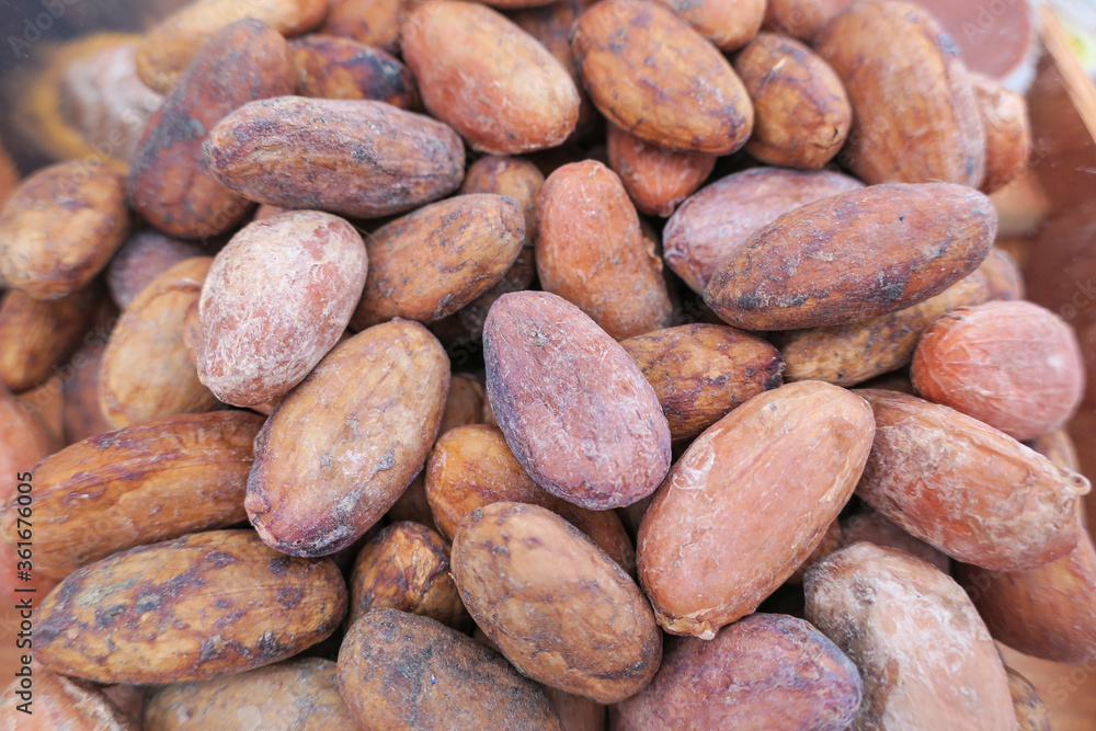Granos secos de cacao. Detalle cercano de granos secos de cacao ...