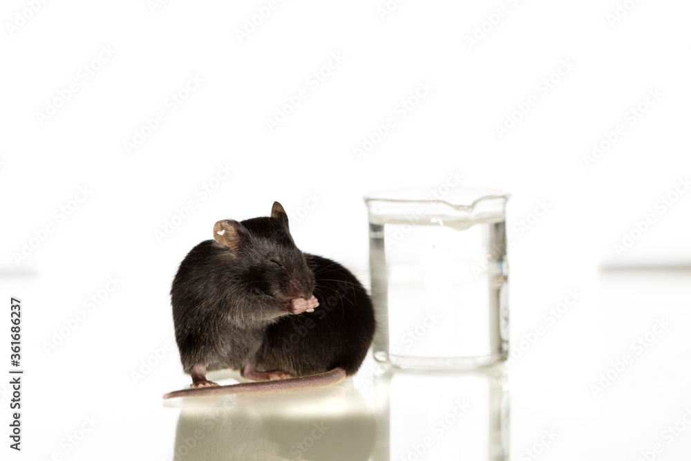 Healthy lean black mice play with a beaker and drink water with ...
