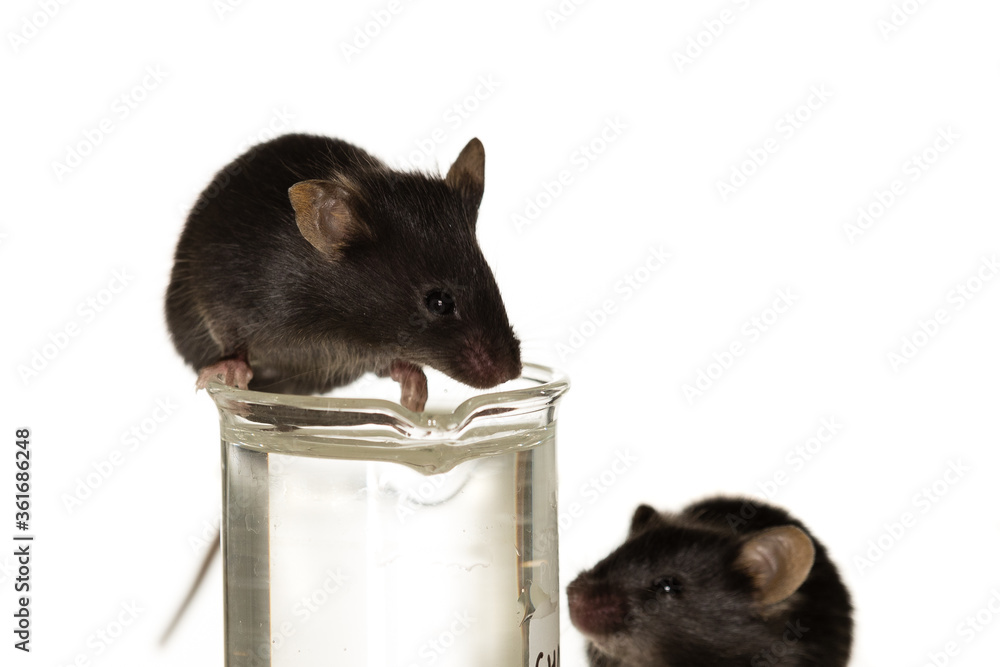 Healthy lean black mice play with a beaker and drink water with ...