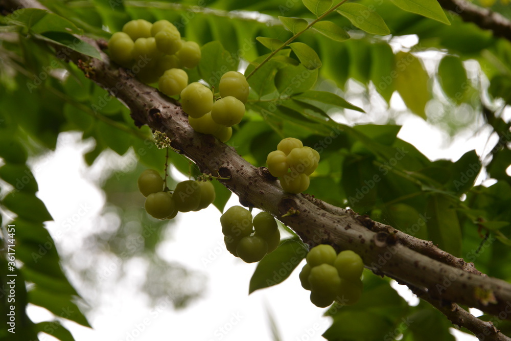 Star Gooseberry (Phyllanthus acidus) known as the Otaheite gooseberry ...