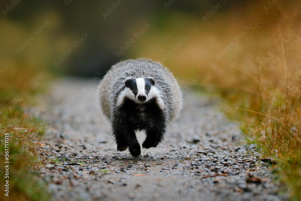 Badger running in the forest gravel road. Action wildlife scene from ...
