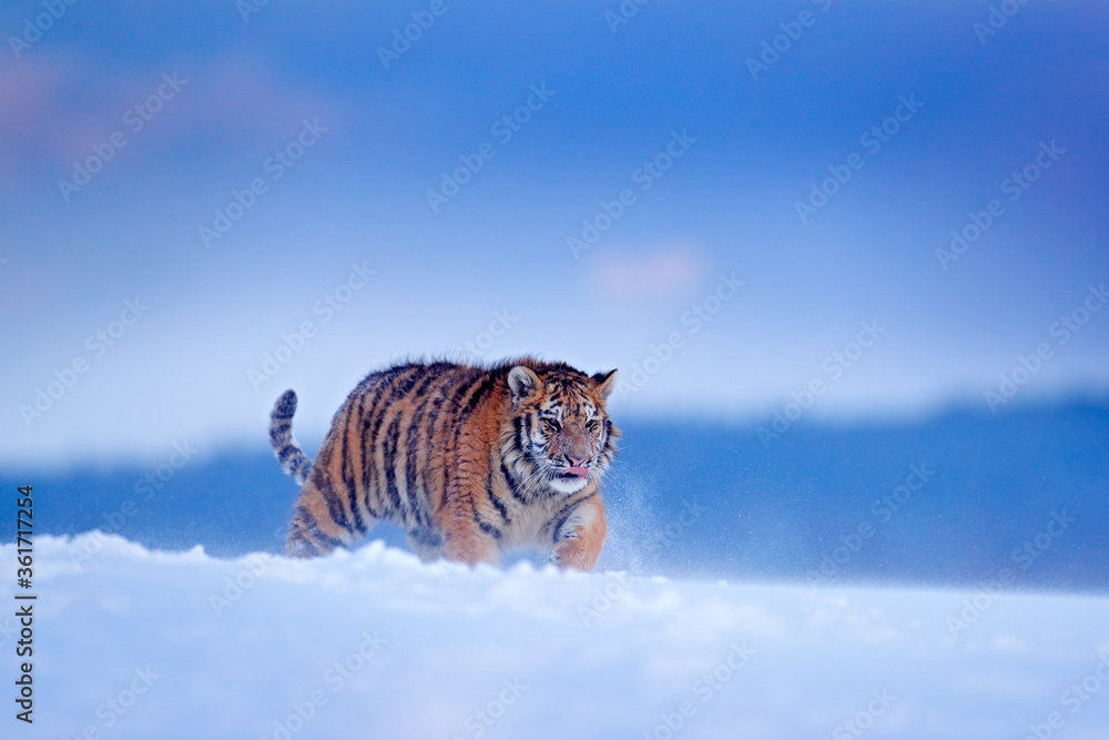 Wildlife Russia. Tiger, cold winter in taiga, Russia. Snow flakes with ...