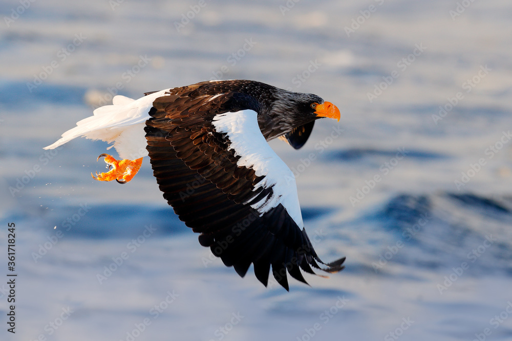 Japan eagle in the winter habitat. Mountain winter scenery with bird ...