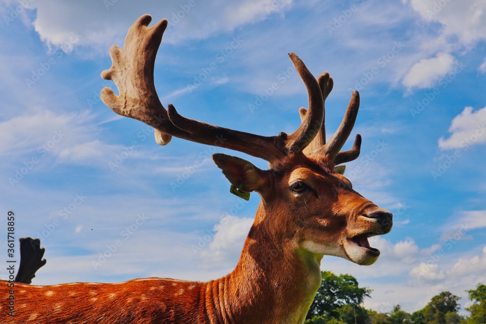 Phoenix Park Dublin Deer