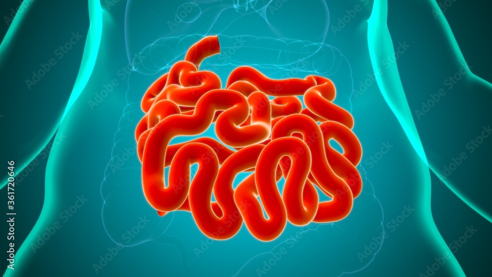 Small Intestine 3D Illustration Human Digestive System Anatomy Stock ...