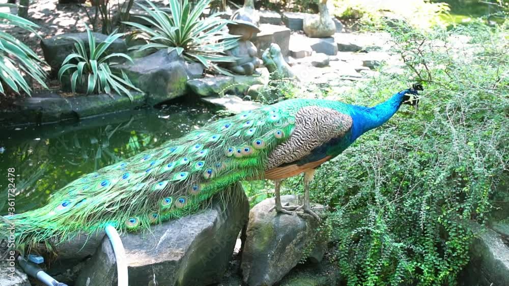 The peacock relaxes or finds food in the zoo with colorful feathers ...
