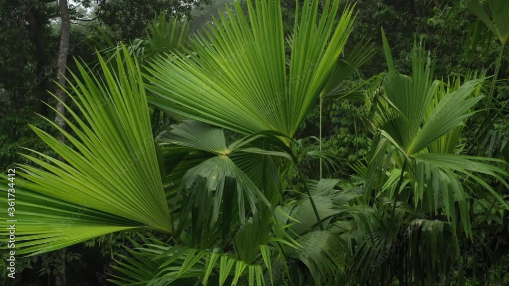 Panoramic view that circles around a bunch of palm leaves of the ...