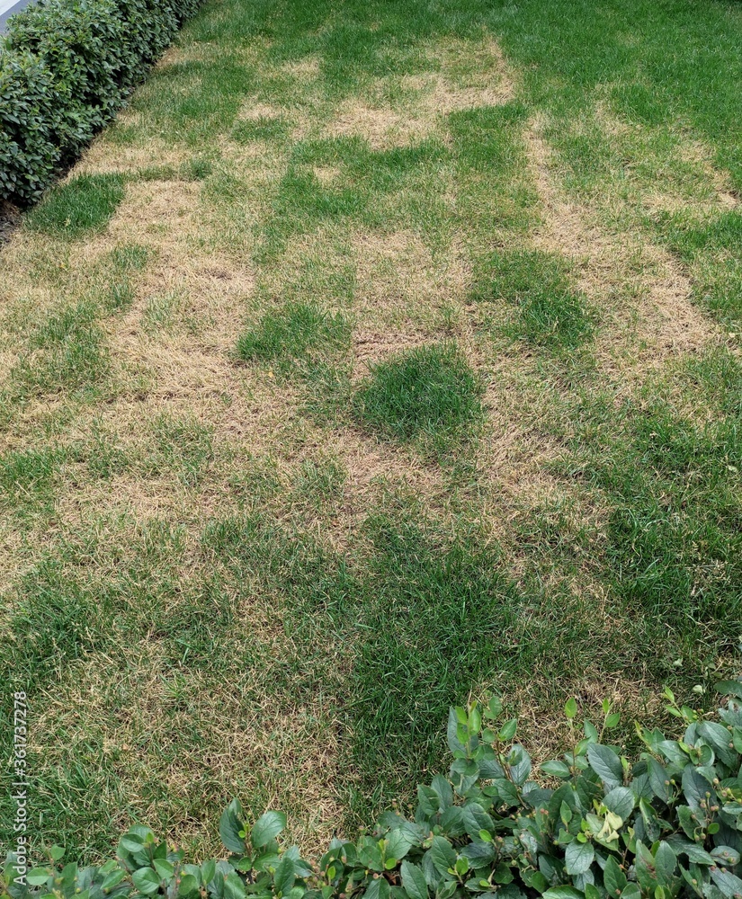 Texture Of Dead Grass Dry Withered Lawn During The Summer Heat Green And Yellow Grass Due To