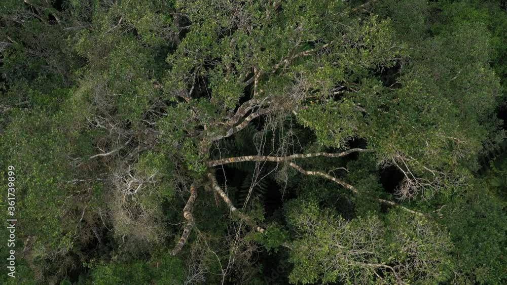 The canopy of a tropical rainforest, showing the large branches of a ...