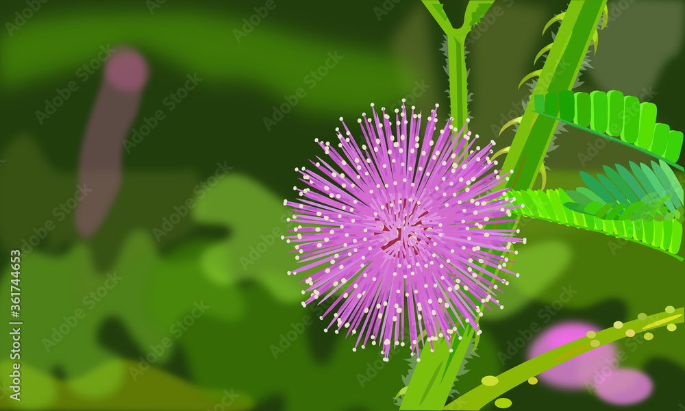 Illustration of flower of sensitive plant, sleepy plant or the touch-me ...