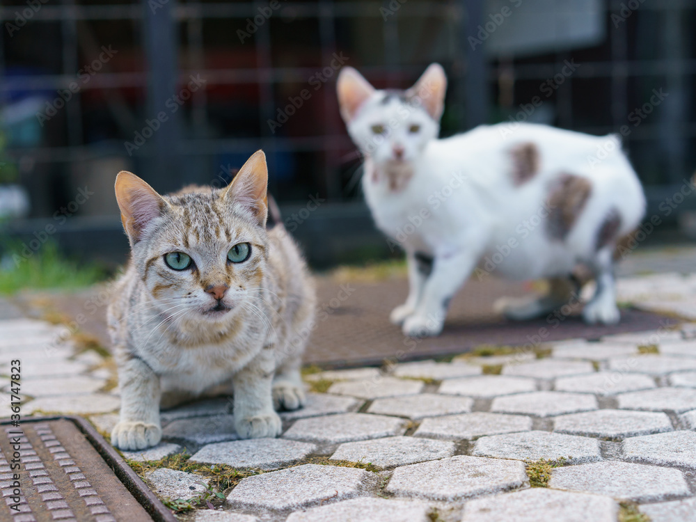 Two angry aggressive cats on the city street in daytime. They are ready ...