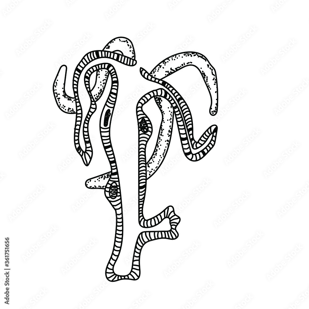 Outline hydra structure diagram, vector educated illustration, biology ...