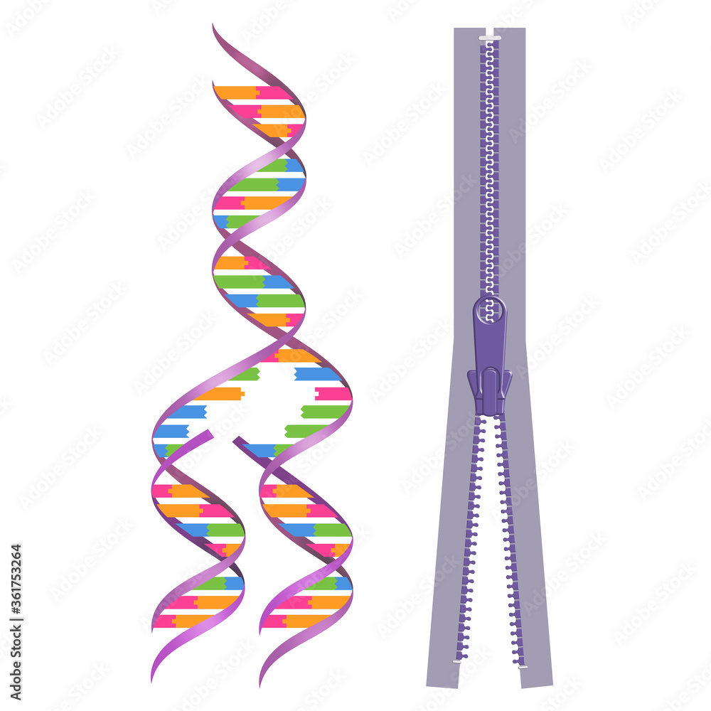 Poster Mechanism of DNA replication. Replication model with zipper ...
