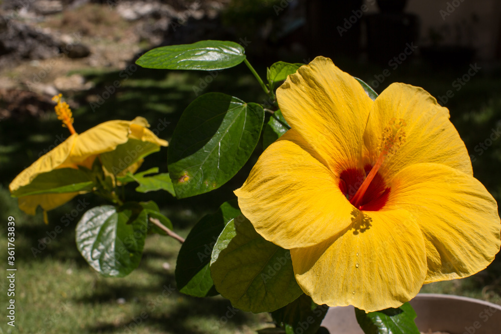 Hibiscus Gumamela yellow flower , flora of the Philippines, gardening ...