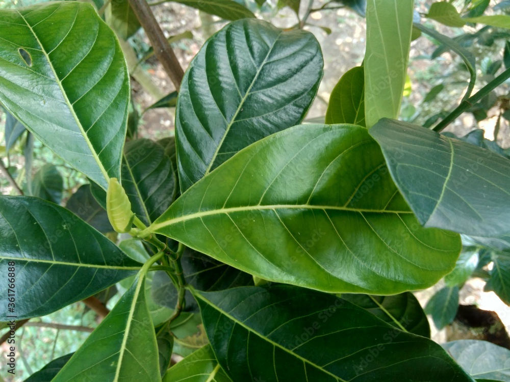 Green jack fruit leaves with natural background. The jack fruit (also ...