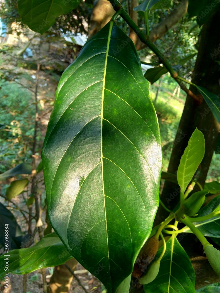 Green jack fruit leaves with natural background. The jack fruit (also ...