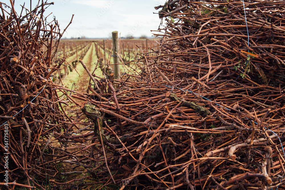 des sarments de vigne stockés en bout de rangs. Travail viticole de ...