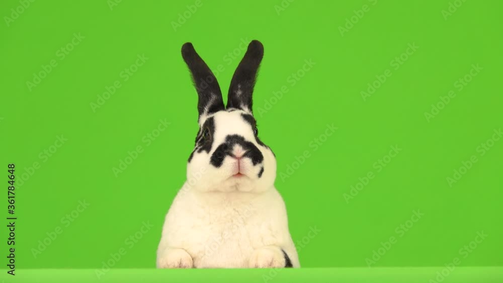 The rabbit rises from behind a green screen and starts talking. Stock ...