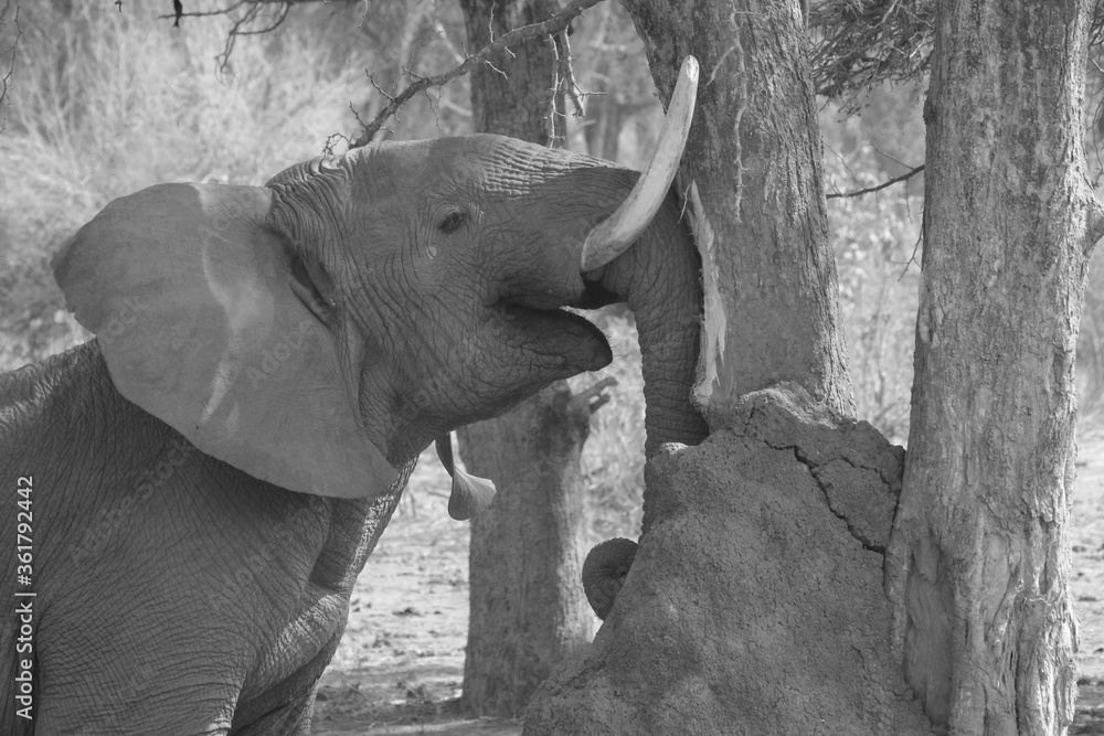 Elephant rubbing his tasks at aaElephant rubbing his tasks at a tree in Lower Zambesi ...