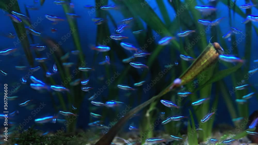 neon tetra Jumbo Paracheirodon innesi is a freshwater fish of the ...